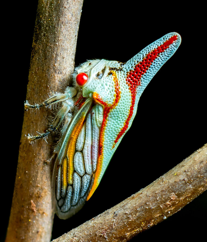 Oak Treehopper (Insects of Ohio) · iNaturalist