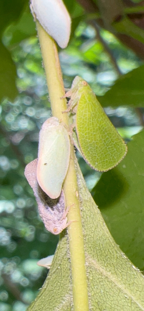 Citrus Flatid Planthopper from Columbus, OH, US on August 05, 2025 at ...