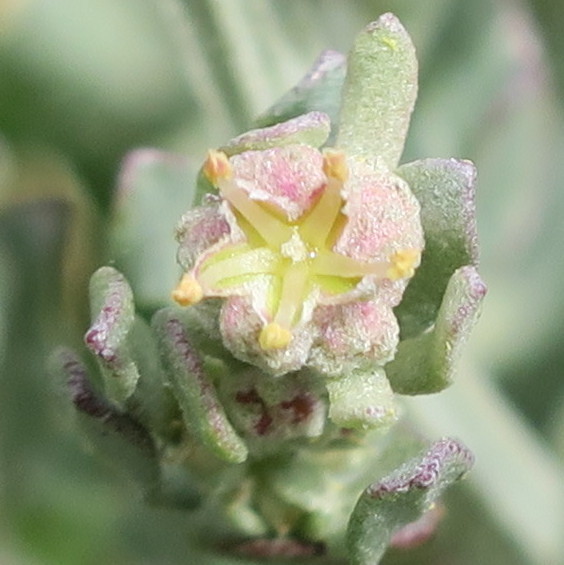 Exomis Microphylla
