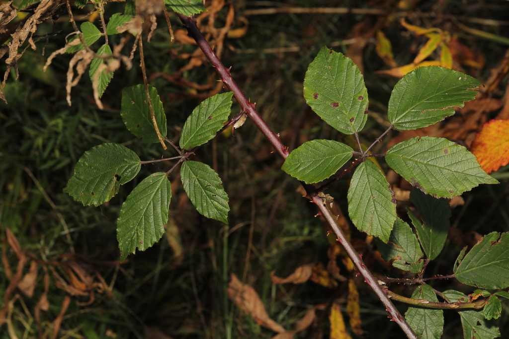 Rubus lindleianus from Halewood Triangle Country Park, Okell Drive ...