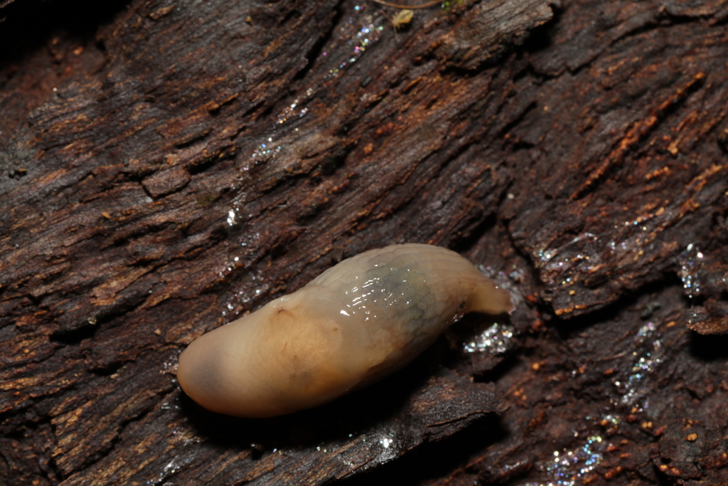 Milky Slug from Halewood Triangle Country Park, Okell Drive, Halewood ...