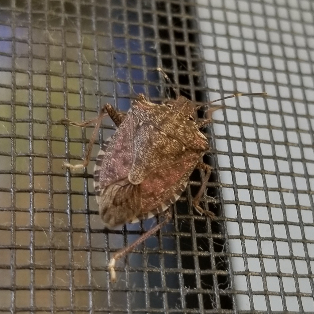 Brown Marmorated Stink Bug in October 2019 by Lisa · iNaturalist