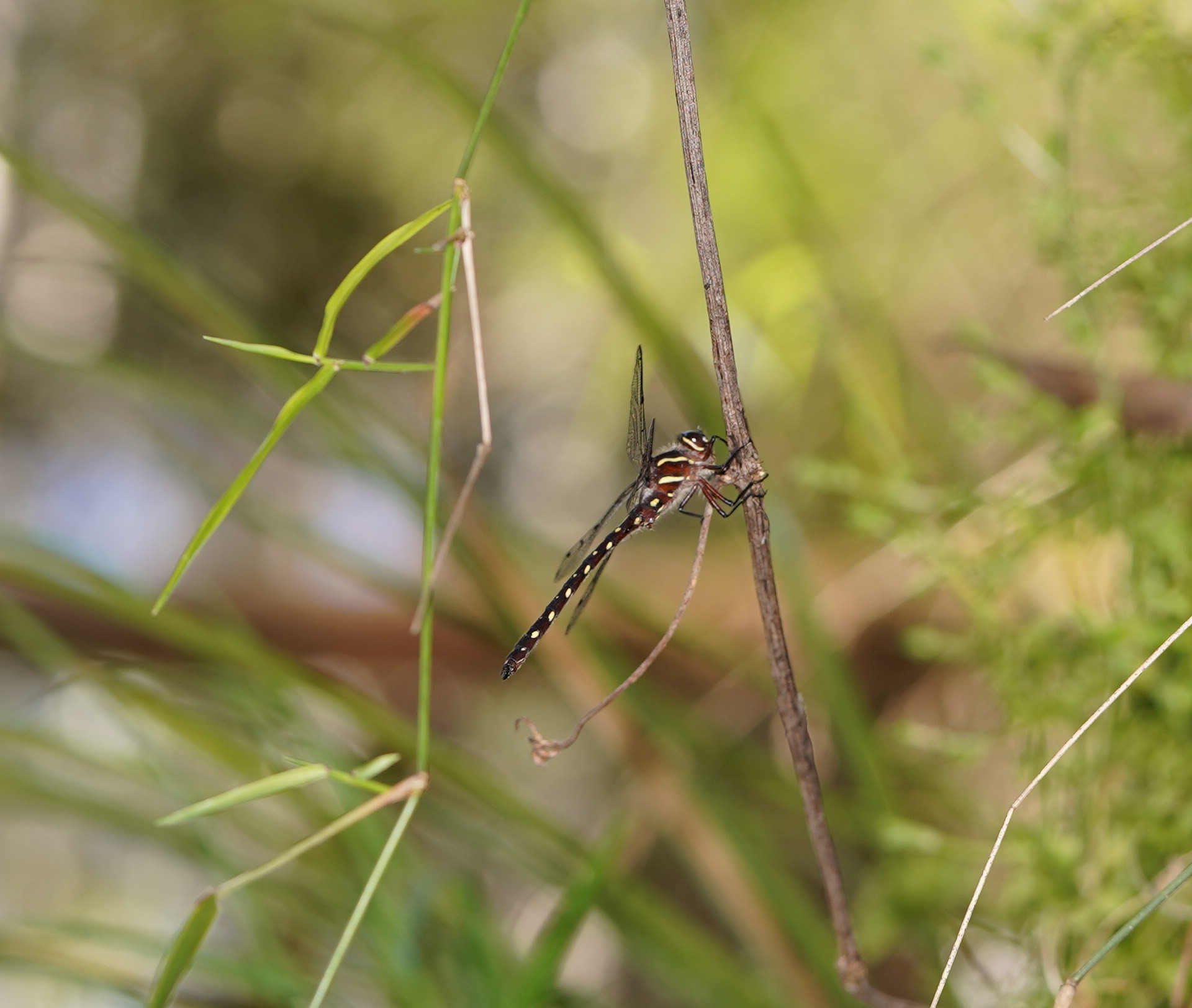 Austropetaliidae