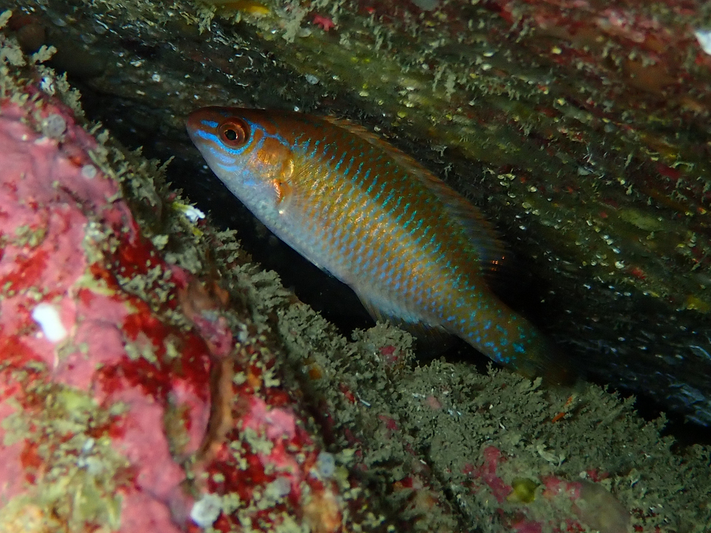 Small-mouthed Wrasse from Finistère, Bretagne, FR on October 7, 2019 at ...
