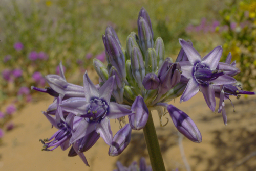 Genus Triteleiopsis · iNaturalist