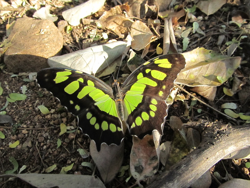 Malachite from Parque La Colorada, Álamos, Sonora, Mexico on November ...