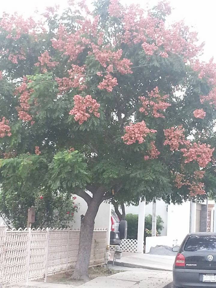 Golden Rain Tree (LA Urban Forest Program) · iNaturalist
