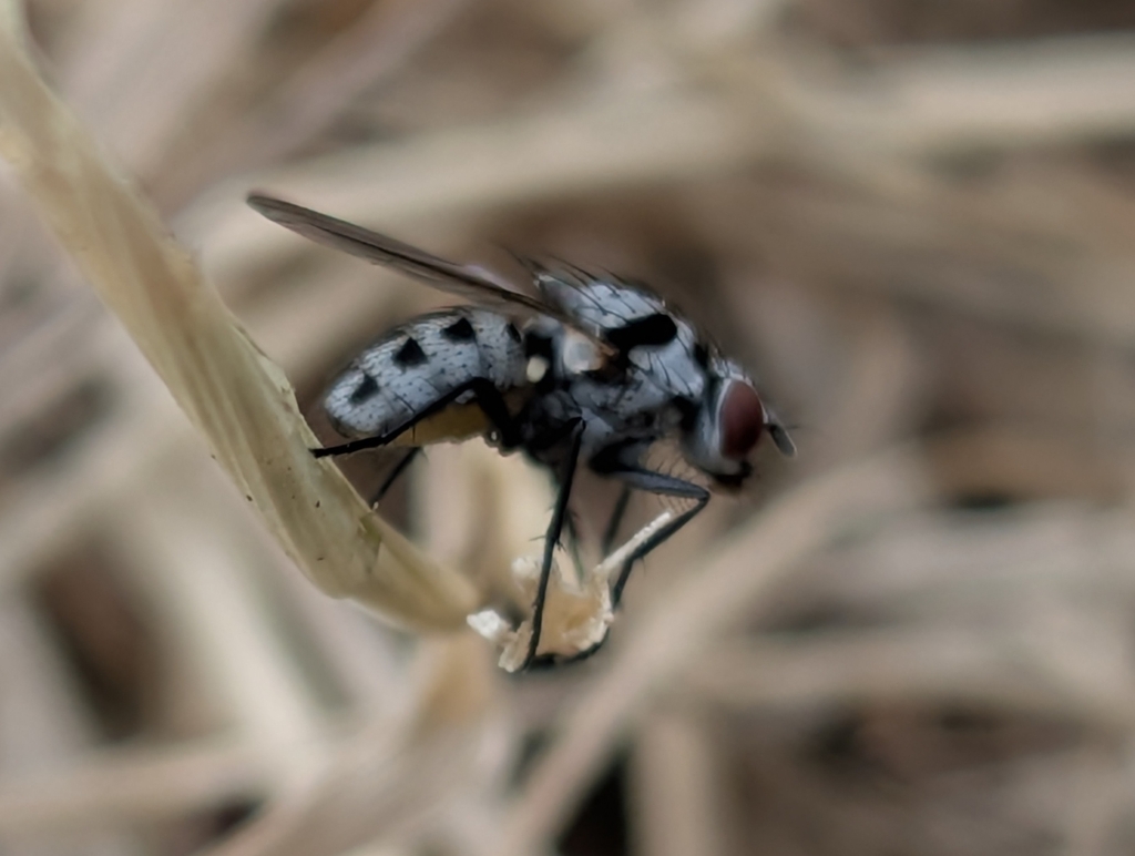 Anthomyia procellaris from Coupeville, WA 98239, USA on August 5, 2025 ...