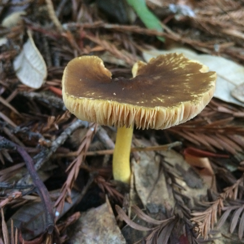 Pluteus romellii from Henry Cowell Redwoods State Park, Fall Creek Unit ...