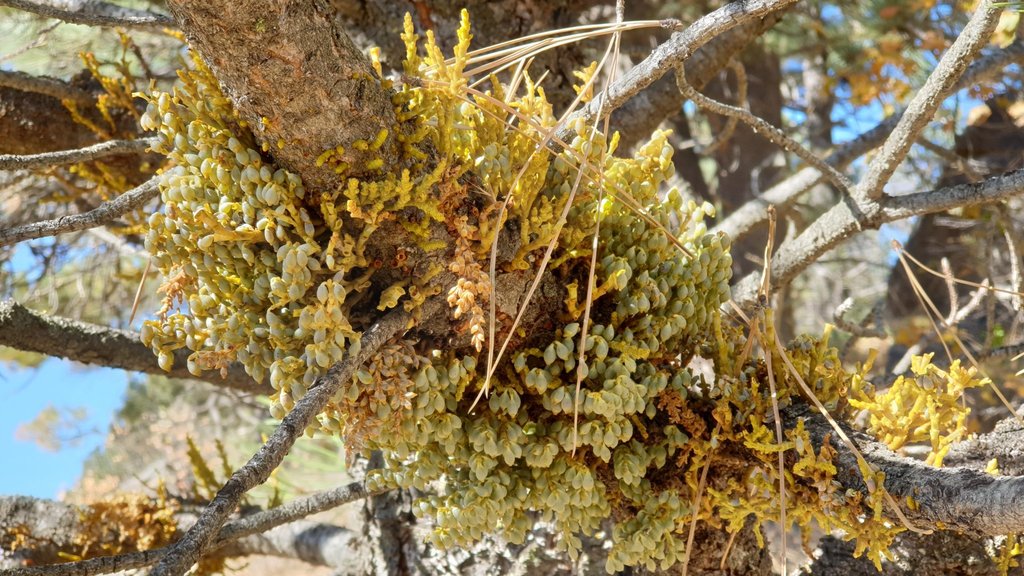 Western Dwarf-Mistletoe from San Diego County, CA, USA on October 22 ...