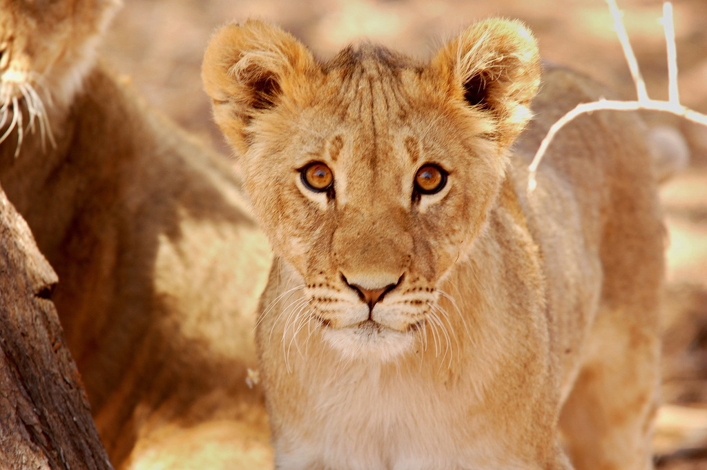 Southern Lion in October 2006 by Claudia Komesu · iNaturalist
