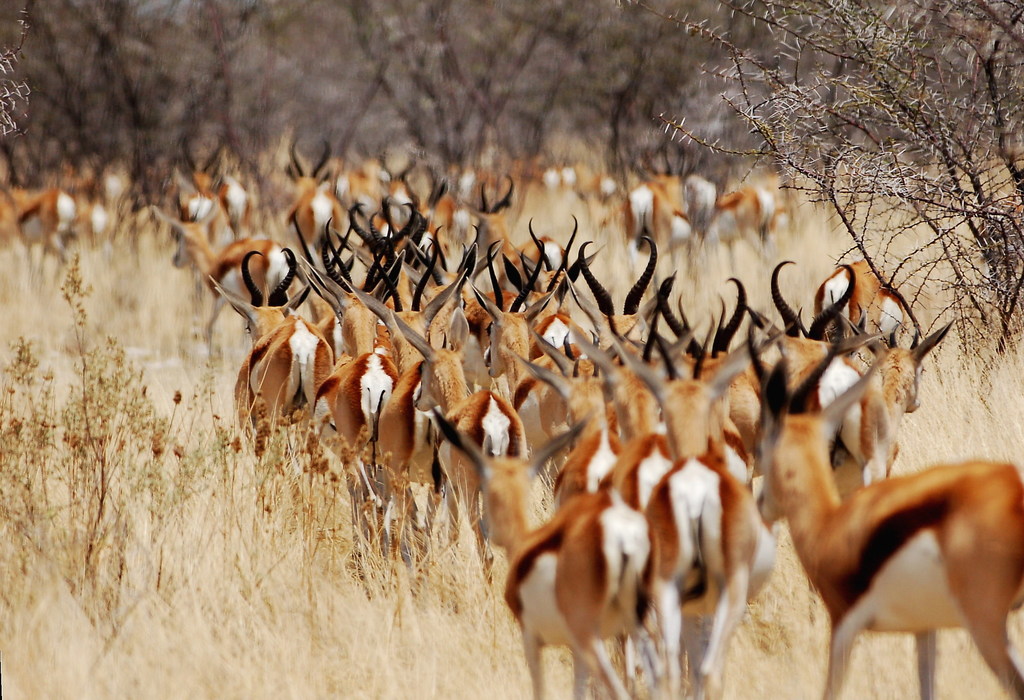 Antelopes, Goats, and Sheep (Antilopinae) - Know Your Mammals