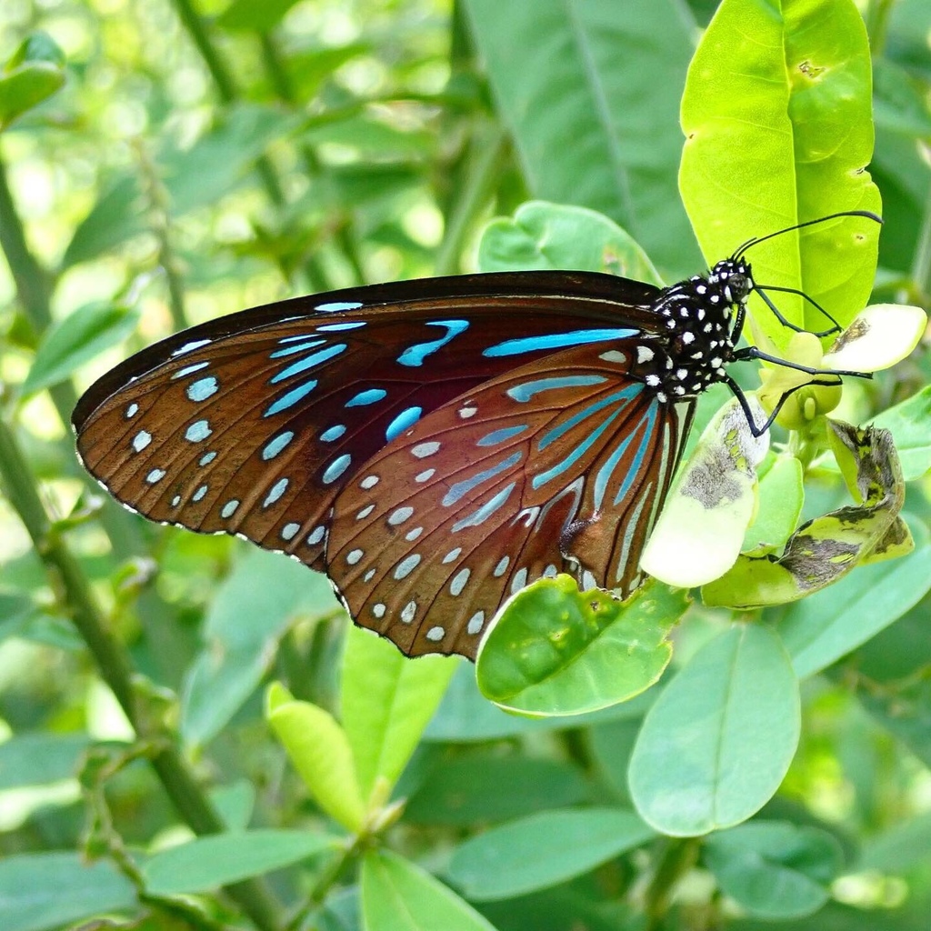 Dark Blue Tiger Butterfly from 大帽山郊野公園, 荃灣老圍, 新界, HK on October 23 ...