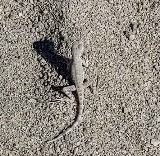 Zebra-tailed Lizard from Desert Hot Springs, CA 92241, USA on October ...