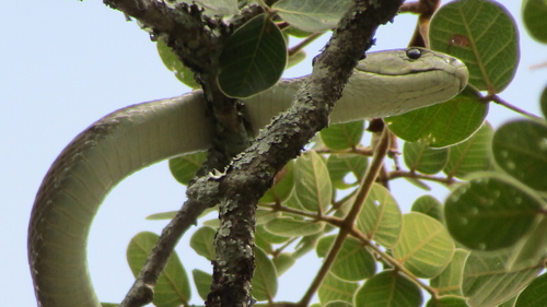 Mambas (Dendroaspis) - Snakes and Lizards