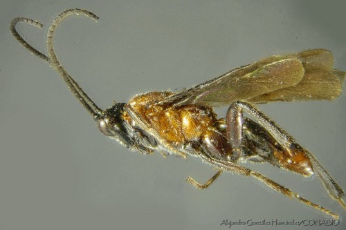 Cremnops pectoralis · iNaturalist