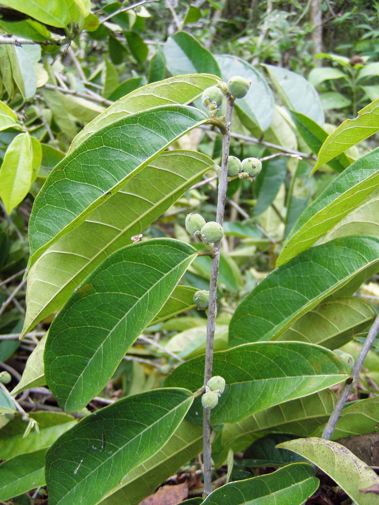 Trophis racemosa from Green Hills Butterfly Ranch, Cayo District ...