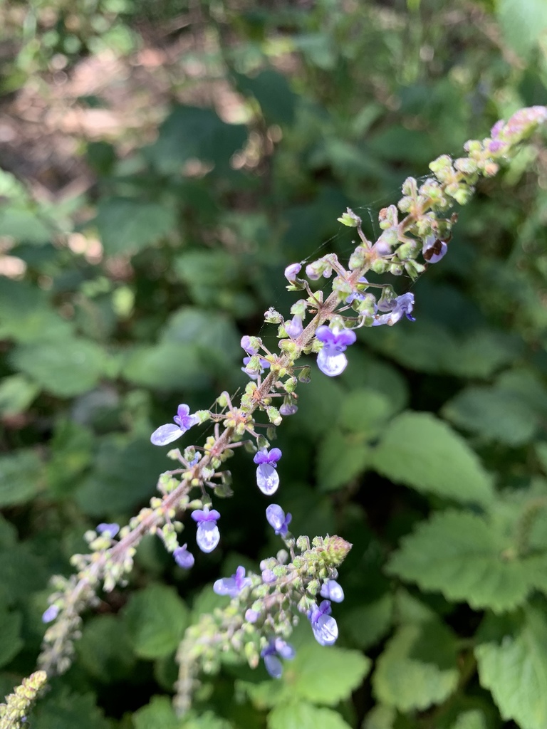 little spurflower (Coleus australis) - Botanical Realm
