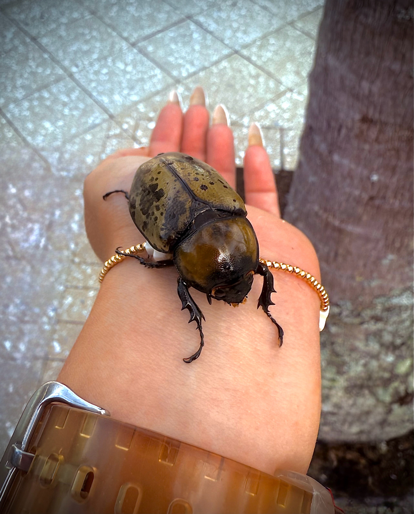 Eastern Hercules Beetle from Nocatee Center Way, Ponte Vedra, FL, US on ...