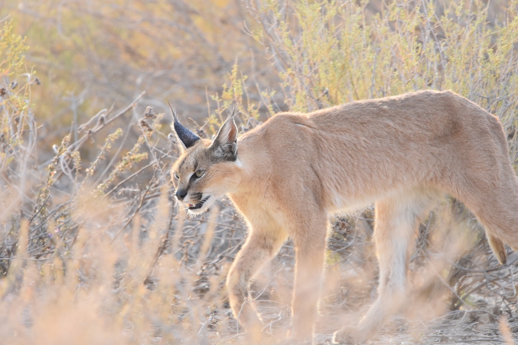Southern and Eastern African Caracal (Caracal caracal caracal) - Know ...