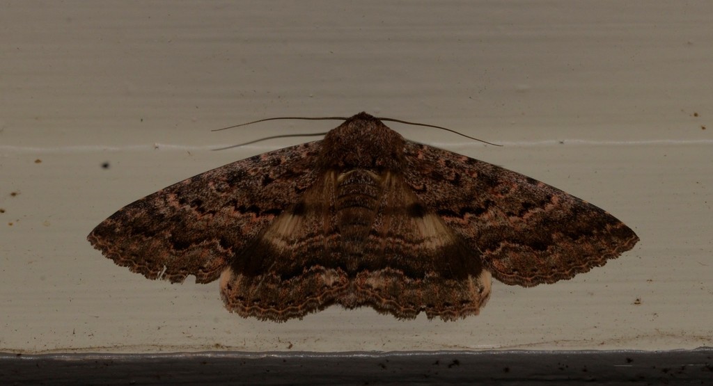 Lawson's Night Moth from Coffs Harbour NSW, Australia on October 7 ...