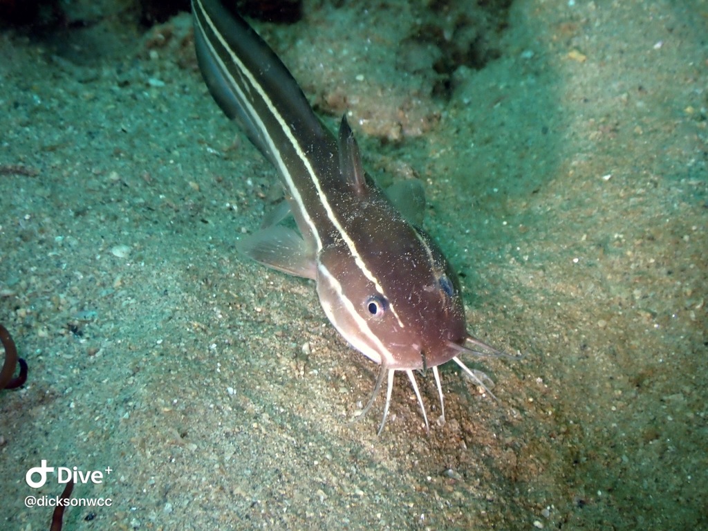 Striped Eel Catfish (Plotosus lineatus) - Marine Life Identification