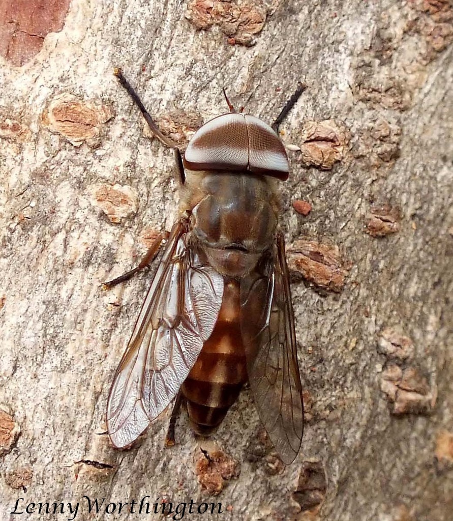 Tabanus rubidus from Ban Chi Rong, Chaiyaphum, Thailand on April 23, 2014 at 09:22 AM by Leonard ...