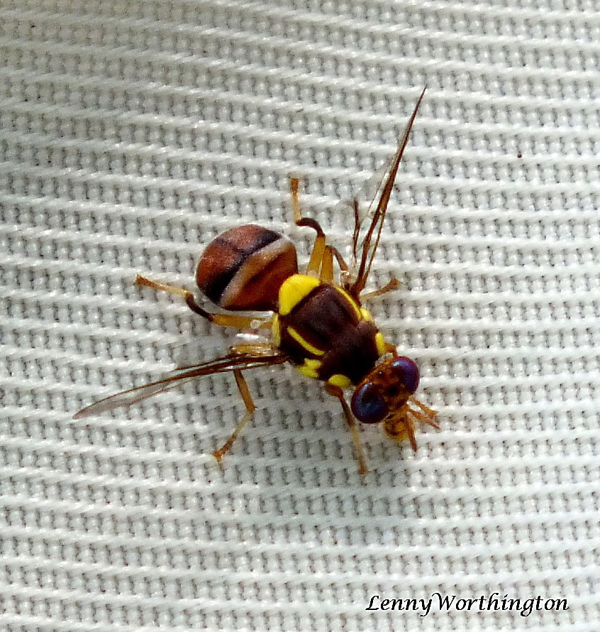 Invasive Fruit Fly from Phu Laen Kha N.P. Chaiyaphum Thailand on May 19 ...