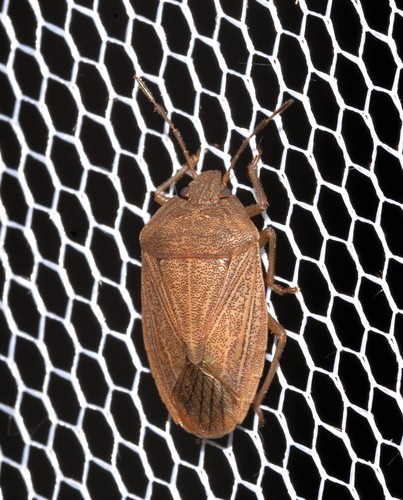 Caystrus pallidolimbatus · iNaturalist