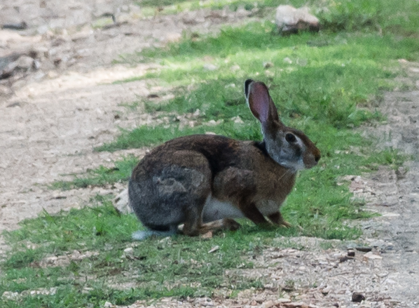 Indian Hare (Lepus nigricollis) - Know Your Mammals