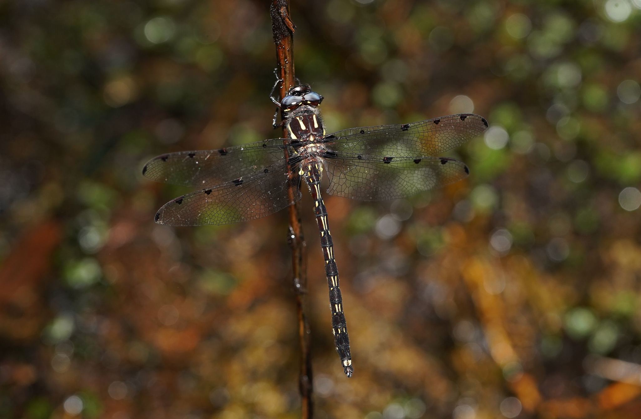 Austropetaliidae