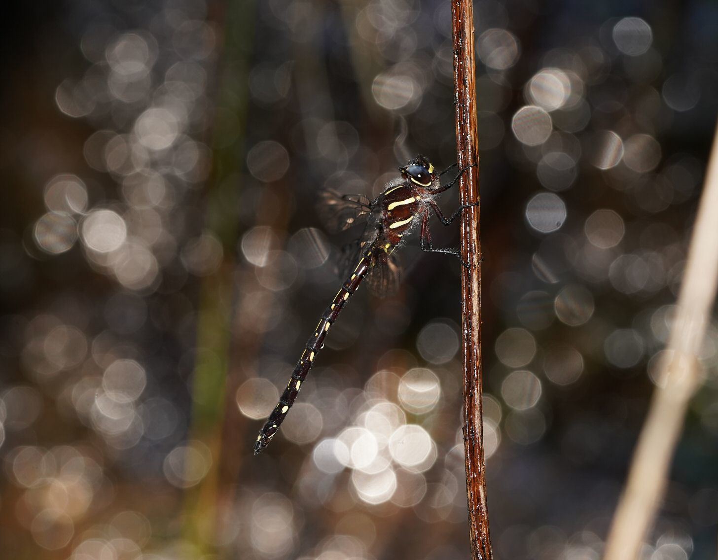Austropetaliidae