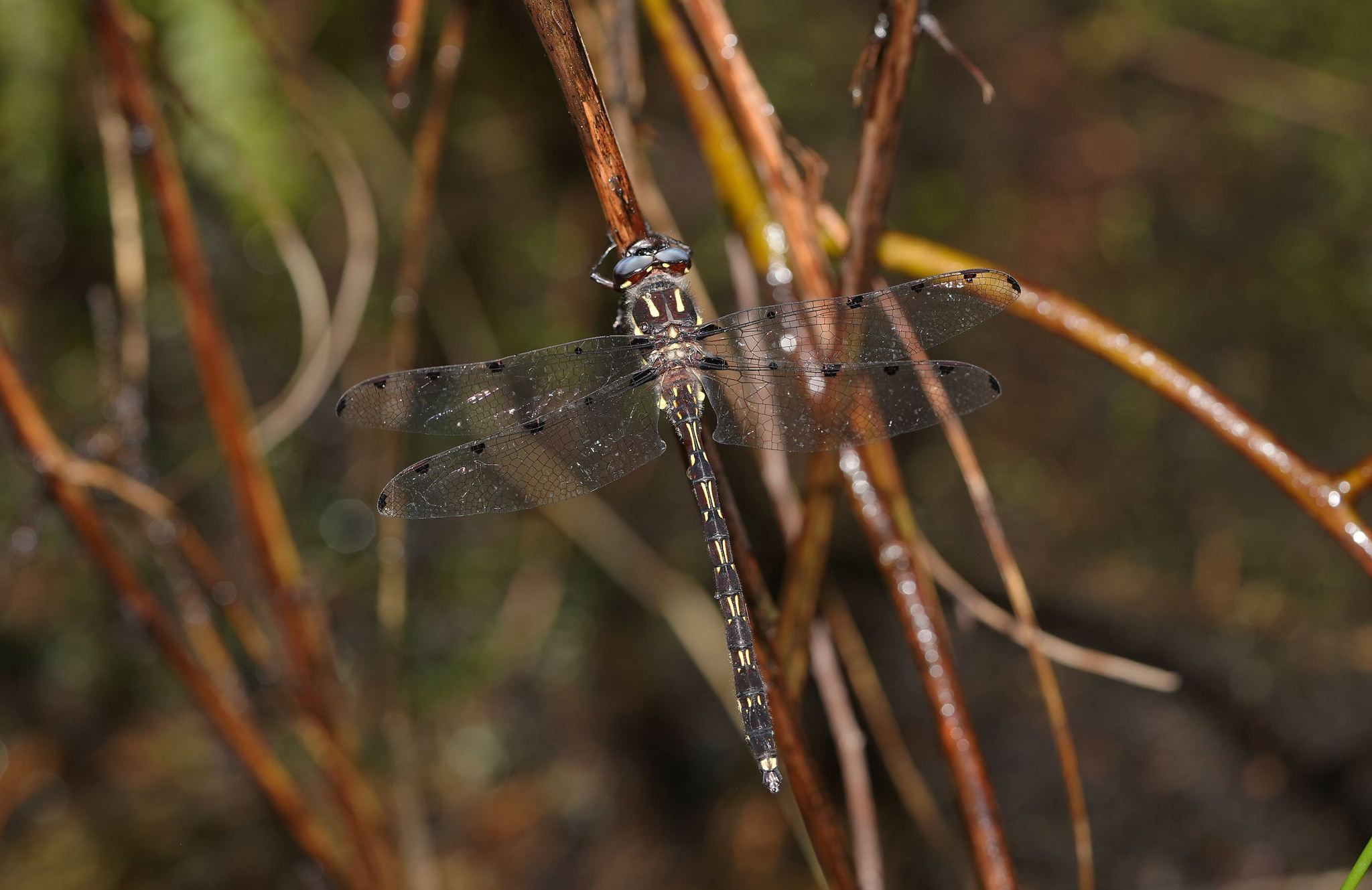 Austropetaliidae