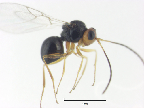 Subfamily Charipinae · iNaturalist