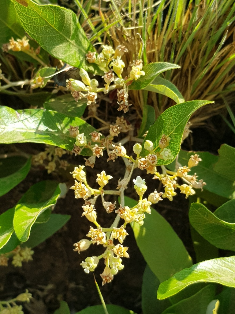 (Parinari) - Botanical Realm