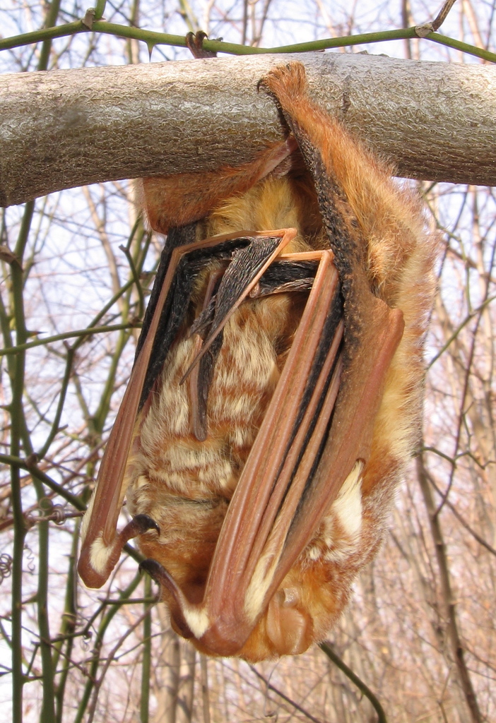 Eastern Red Bat (Lasiurus borealis) - Know Your Mammals