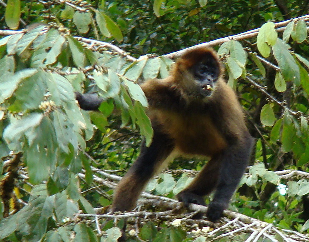 Spider Monkeys (Ateles) - Know Your Mammals