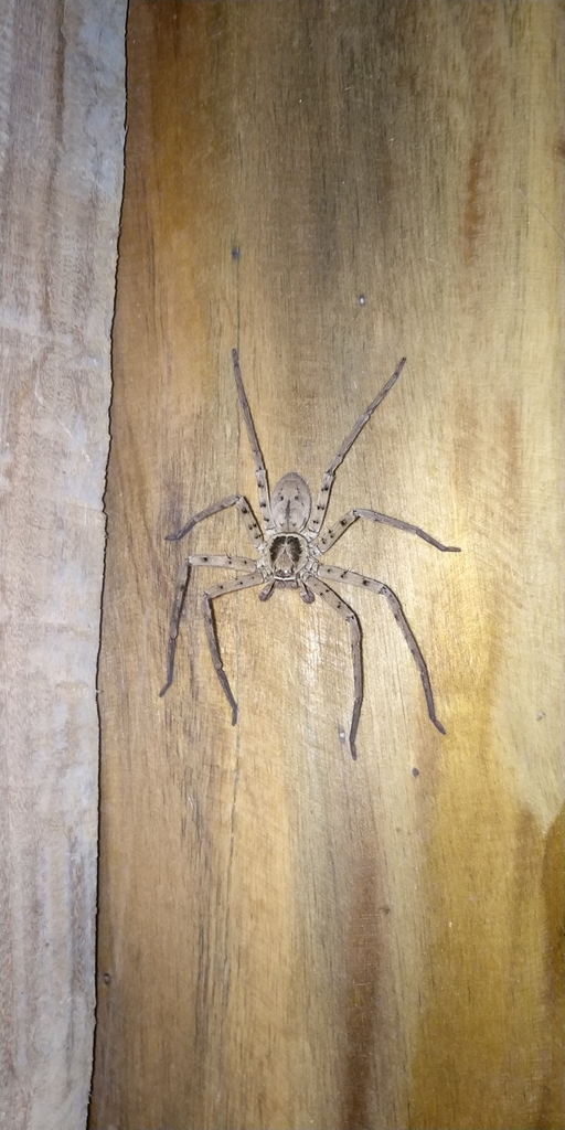 Pantropical Huntsman Spider from Quản Bạ, VN-HG, VN on October 24, 2019 ...