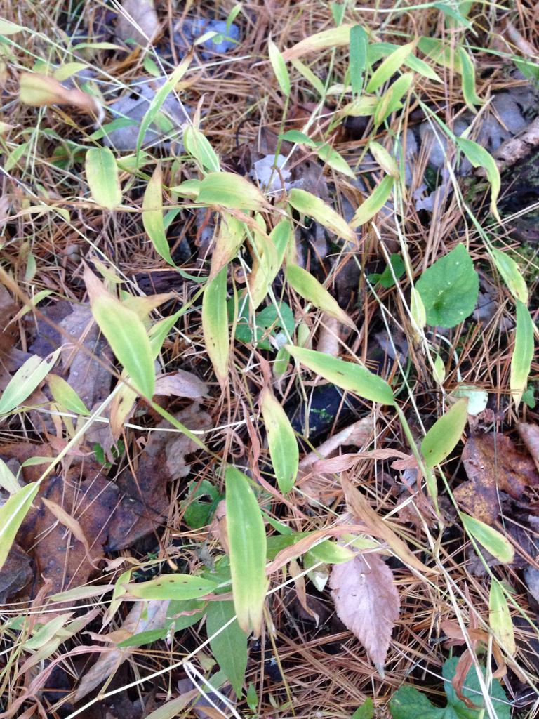Japanese Stiltgrass (Invasive Plants of Maryland) · iNaturalist