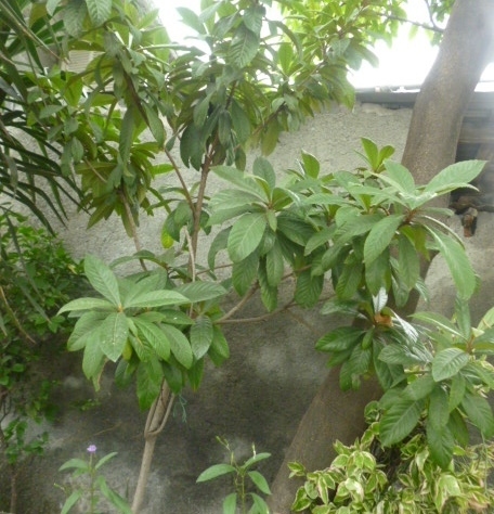 Bronze Loquat (LA Urban Forest Program) · iNaturalist