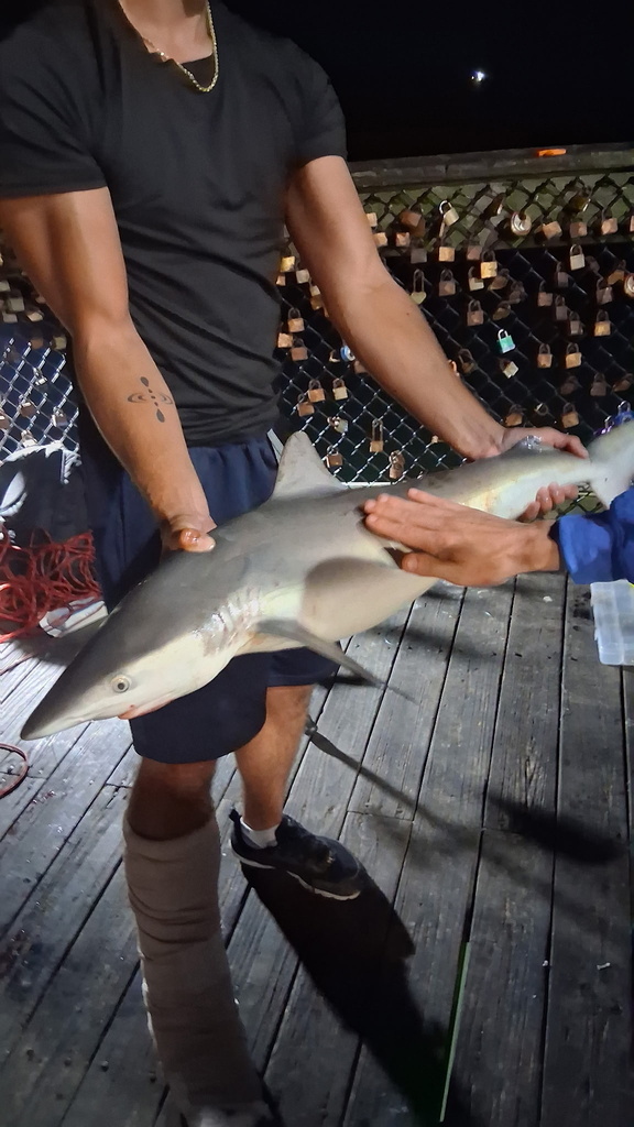 Typical Requiem Sharks from North Atlantic Ocean, MD, US on August 5 ...