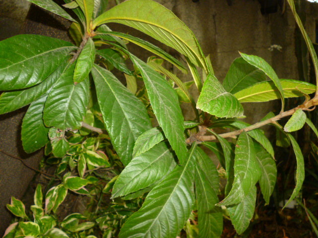 Bronze Loquat (LA Urban Forest Program) · iNaturalist