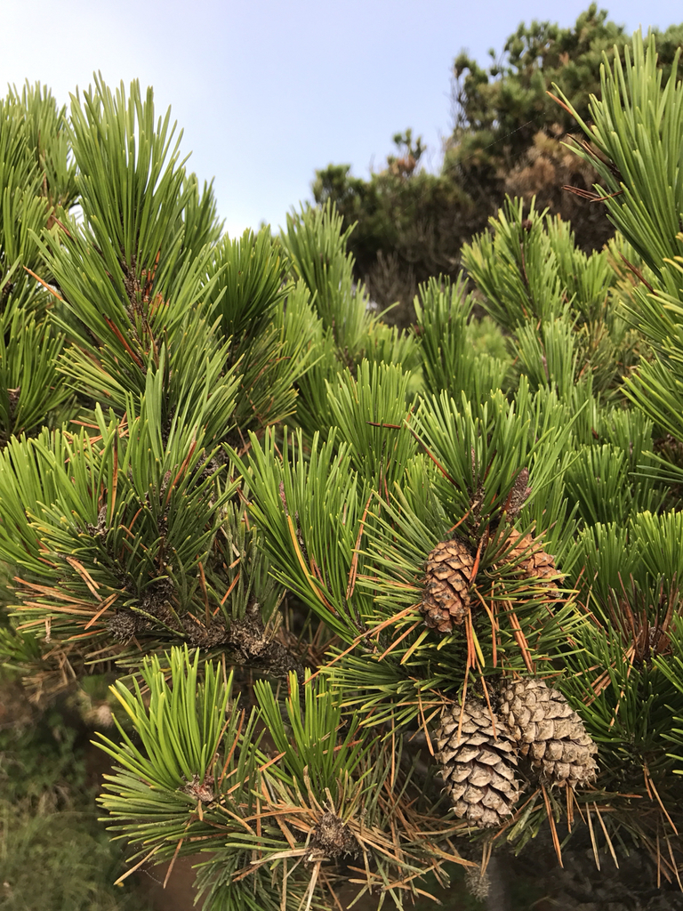 Shore Pine (Pinus contorta contorta) - Botanical Realm