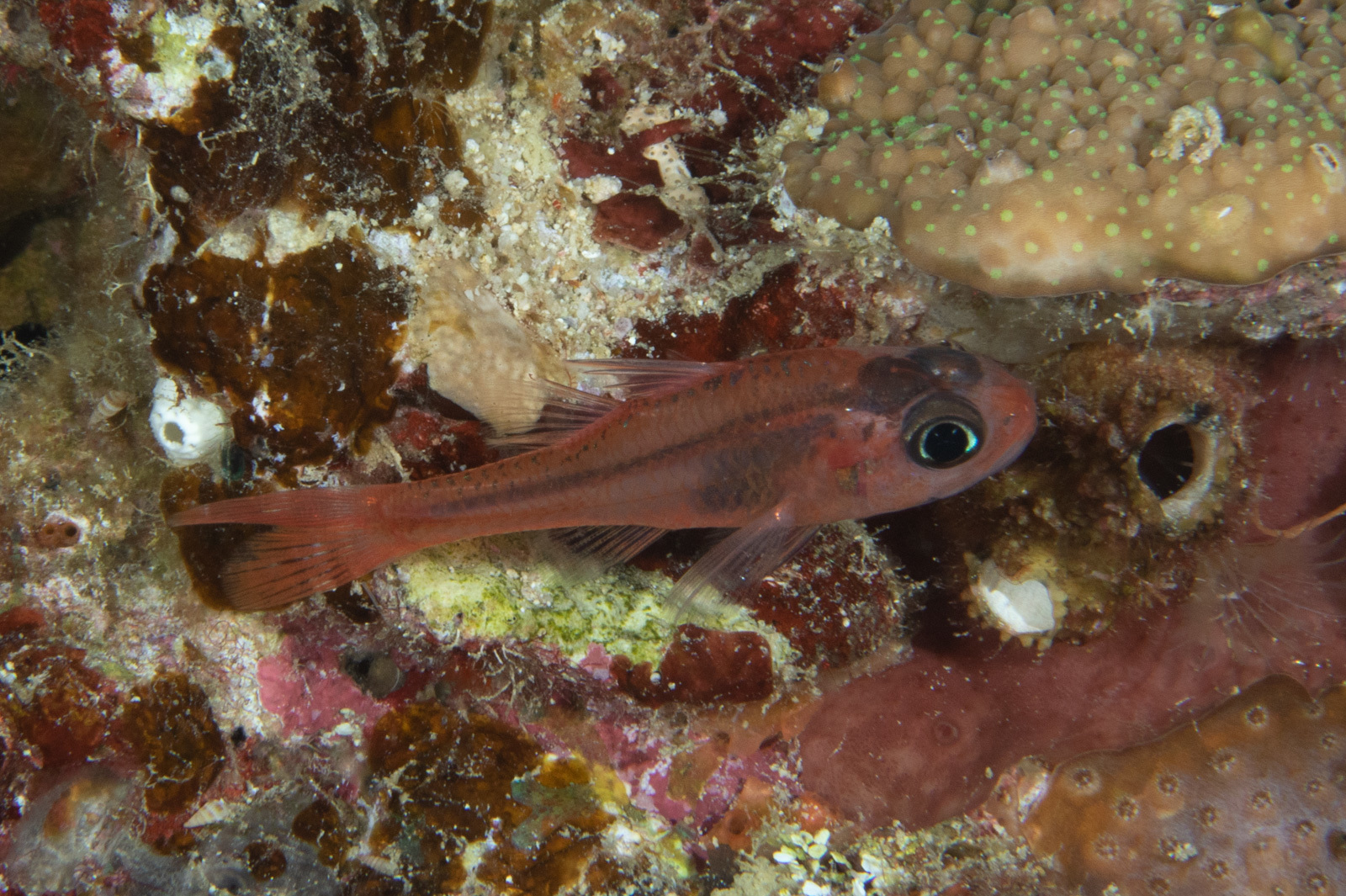 Apogon crassiceps Garman, 1903