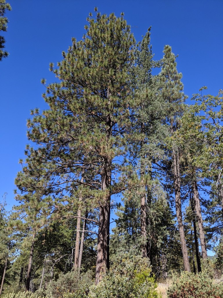 Pacific ponderosa pine from Idyllwild-Pine Cove, CA, USA on October 23 ...