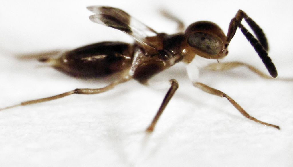 Homalotylus (Hymenoptera of the British Indian Ocean Territory ...