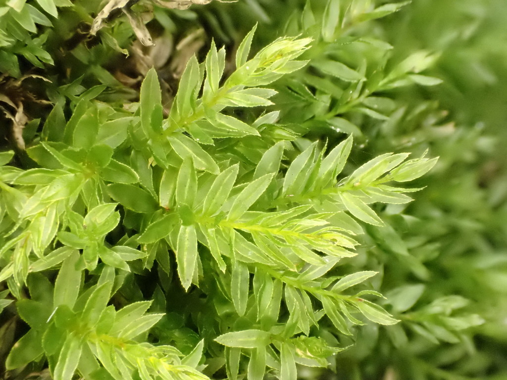 Horn Calcareous Moss (Mnium hornum) - Botanical Realm