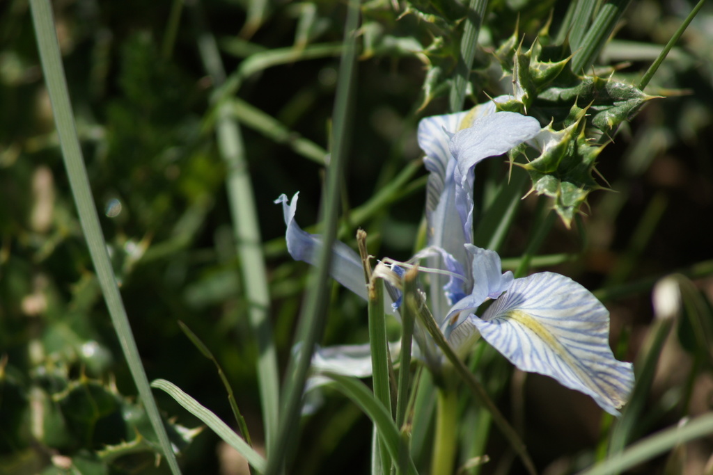 Iris loczyi in June 2014 by madfox · iNaturalist