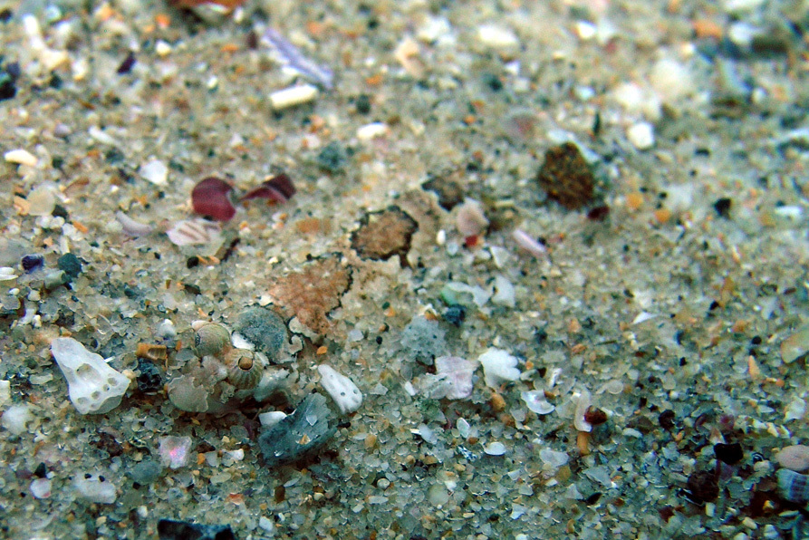 Tommyfish (Fish of Randwick Council costal area: Coogee Beach and ...