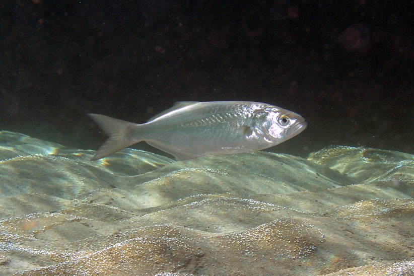Bluefish (Mississippi Saltwater Fish species ( Extended )) · iNaturalist
